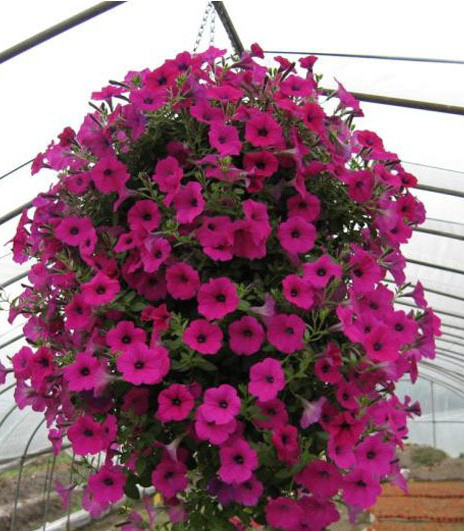 Цветы в подвесных кашпо в Гомеле от компании "НАШ ПИТОМНИК".