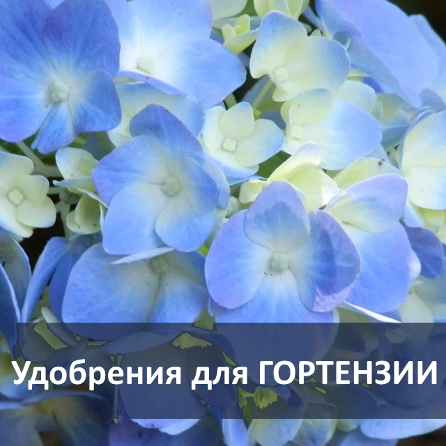 Удобрения для Гортензии в Минске от компании "Частное предприятие ...
