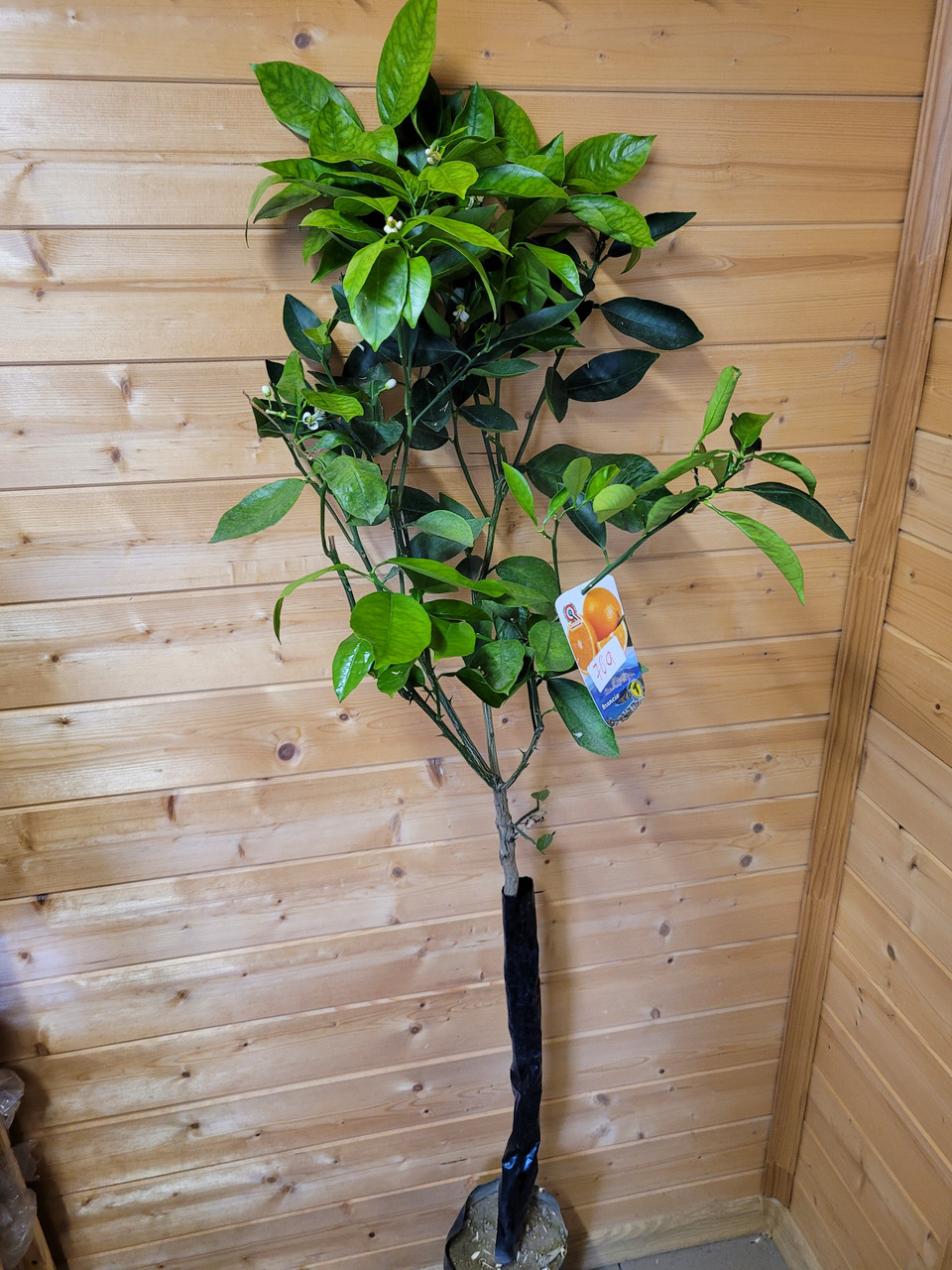 Цитрус Апельсин Кара-Кара (Navel Cara Cara) Высота 150 см в мягком ...
