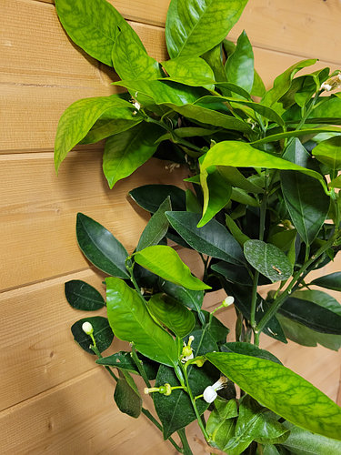 Цитрус Апельсин Кара-Кара (Navel Cara Cara) Высота 150 см в мягком ...